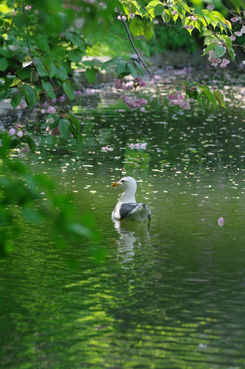都会のカモメ | GANREF