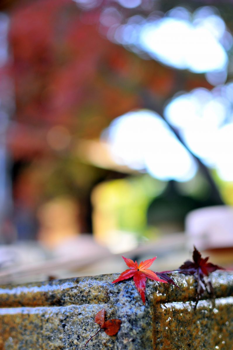 紅葉狩り | GANREF