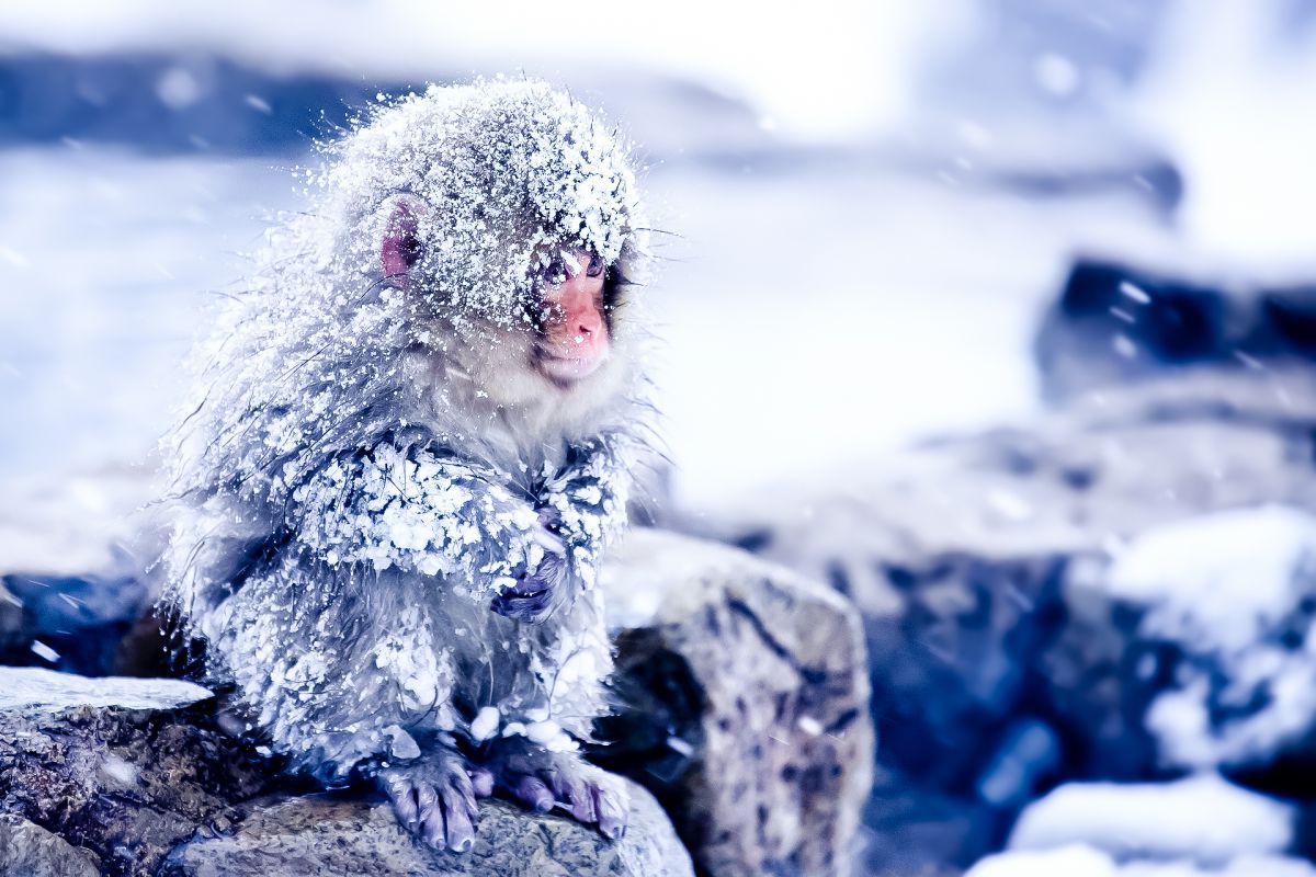 ICE MONKEY | GANREF