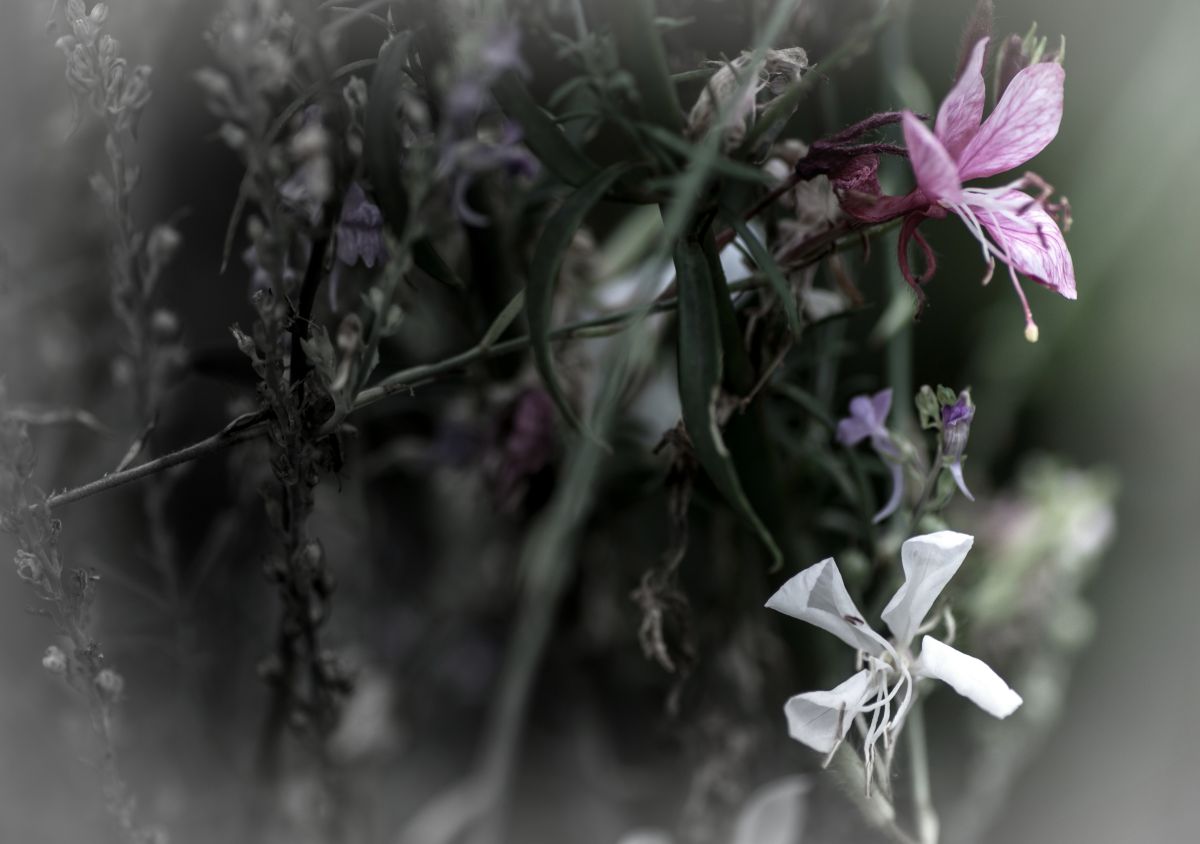 晩夏の宴 | GANREF