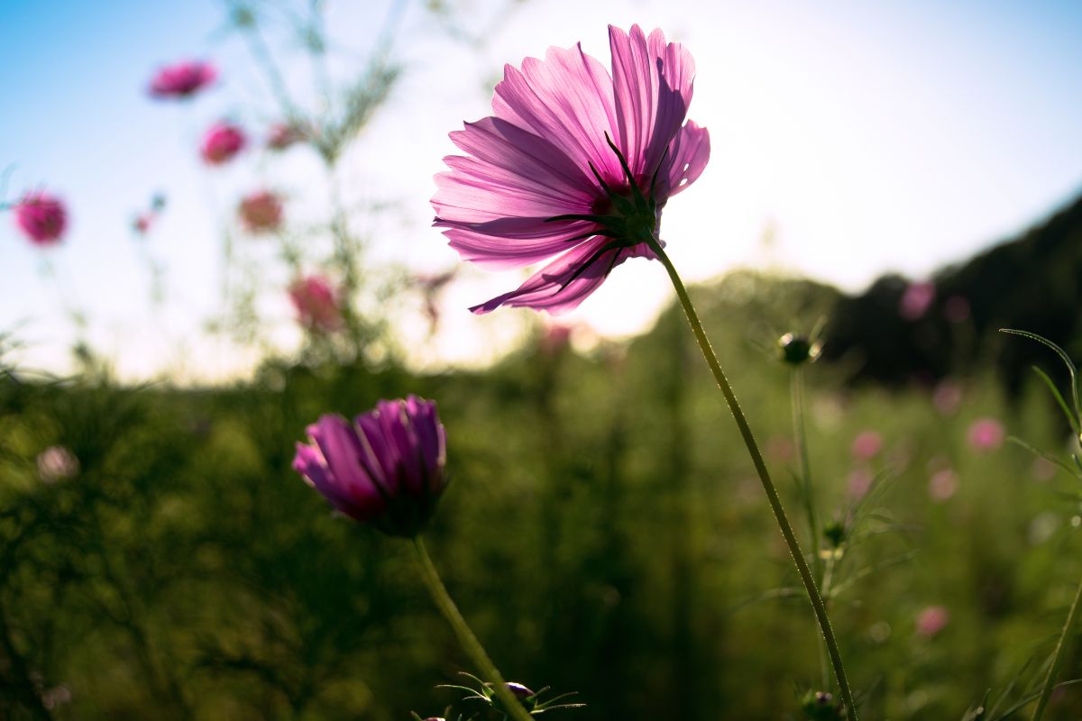 空を見上げて | GANREF