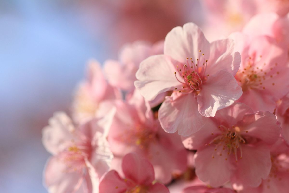 cherry heart ♡ | GANREF