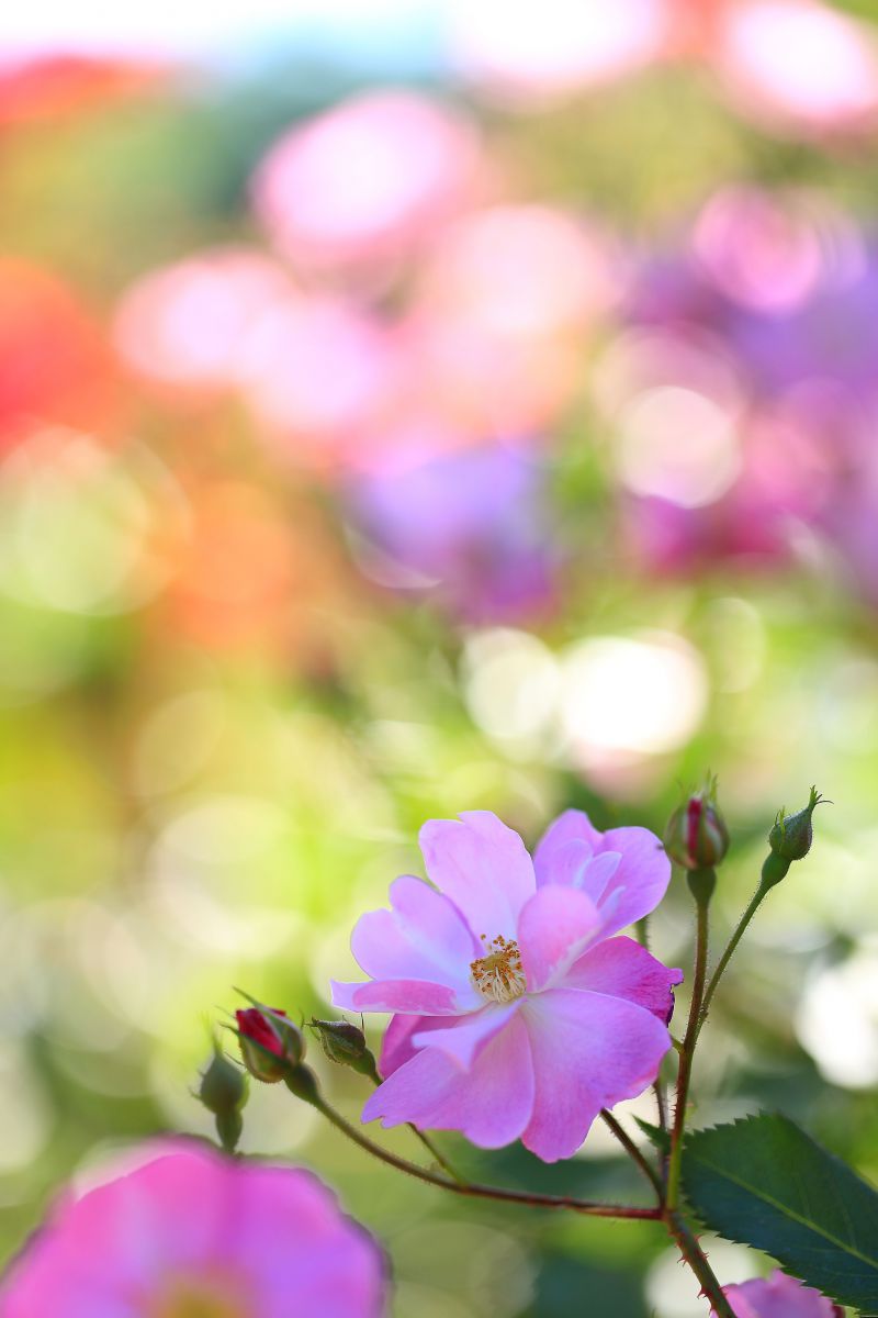 Sweet dream | GANREF