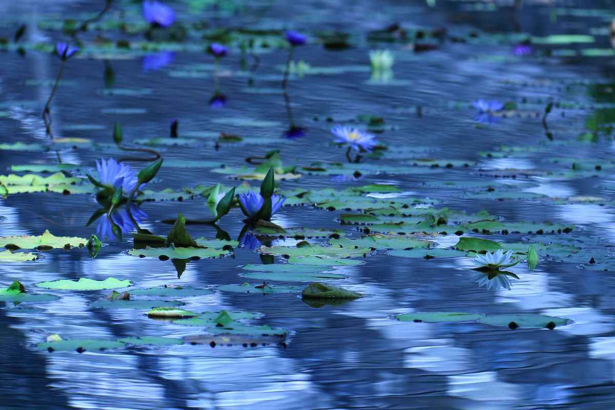 stainless blue | GANREF