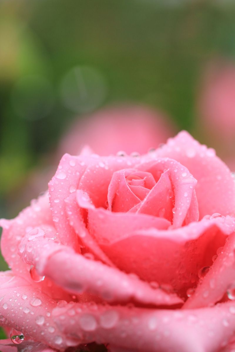 shizuku SWAROVSKI | GANREF