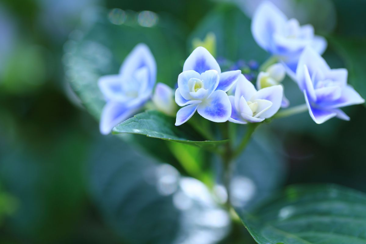 white drops | GANREF