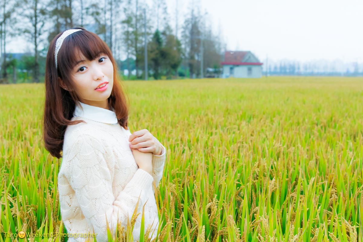 黄金絨毯 | GANREF