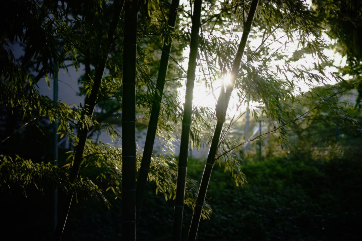 Peeping at Sunset | GANREF