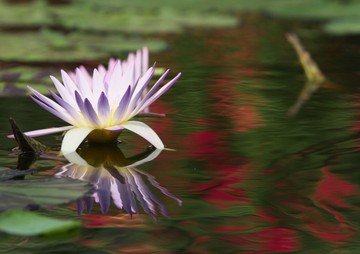 水面のArt | GANREF