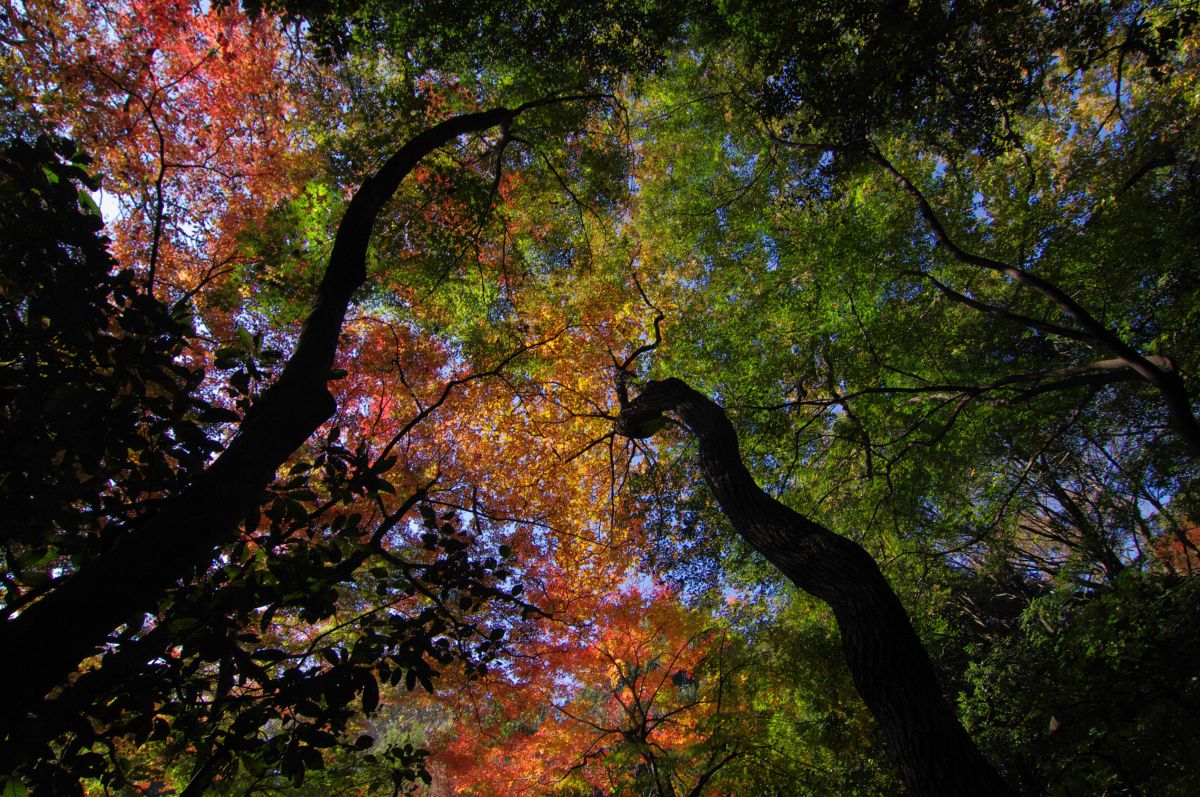 Colorful planet | GANREF