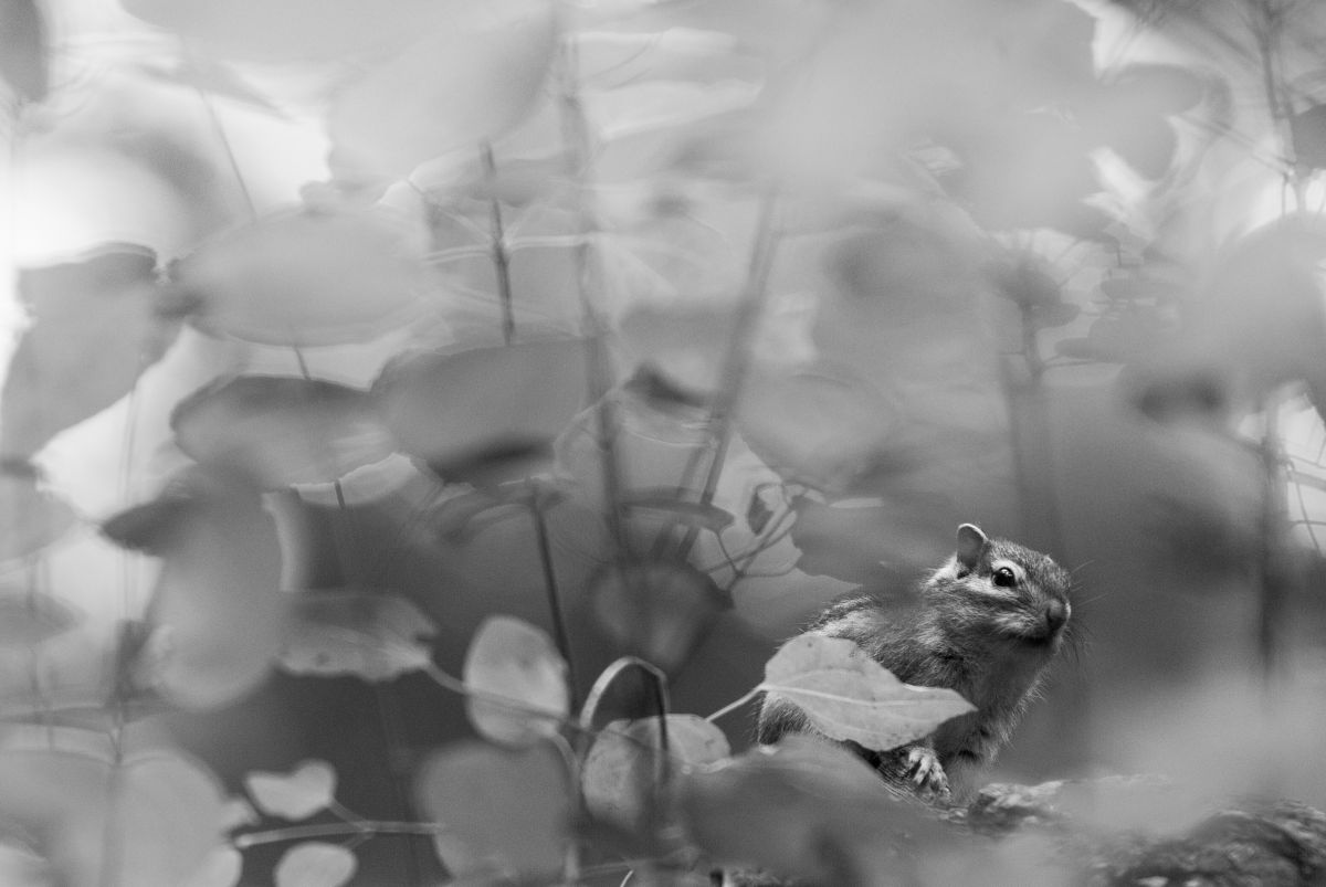 森の番人 / A Squirrel in the Forest | GANREF