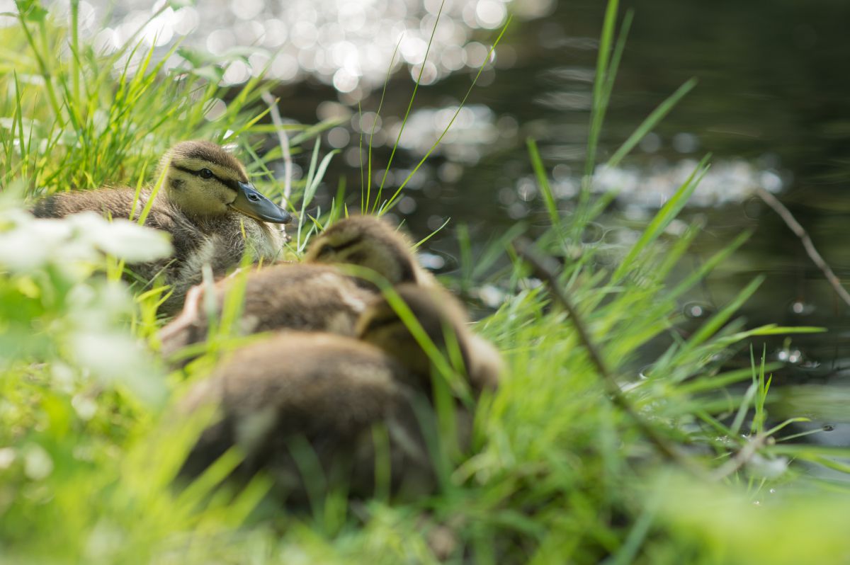 太陽とお昼寝 / Bathing in the Sun | GANREF