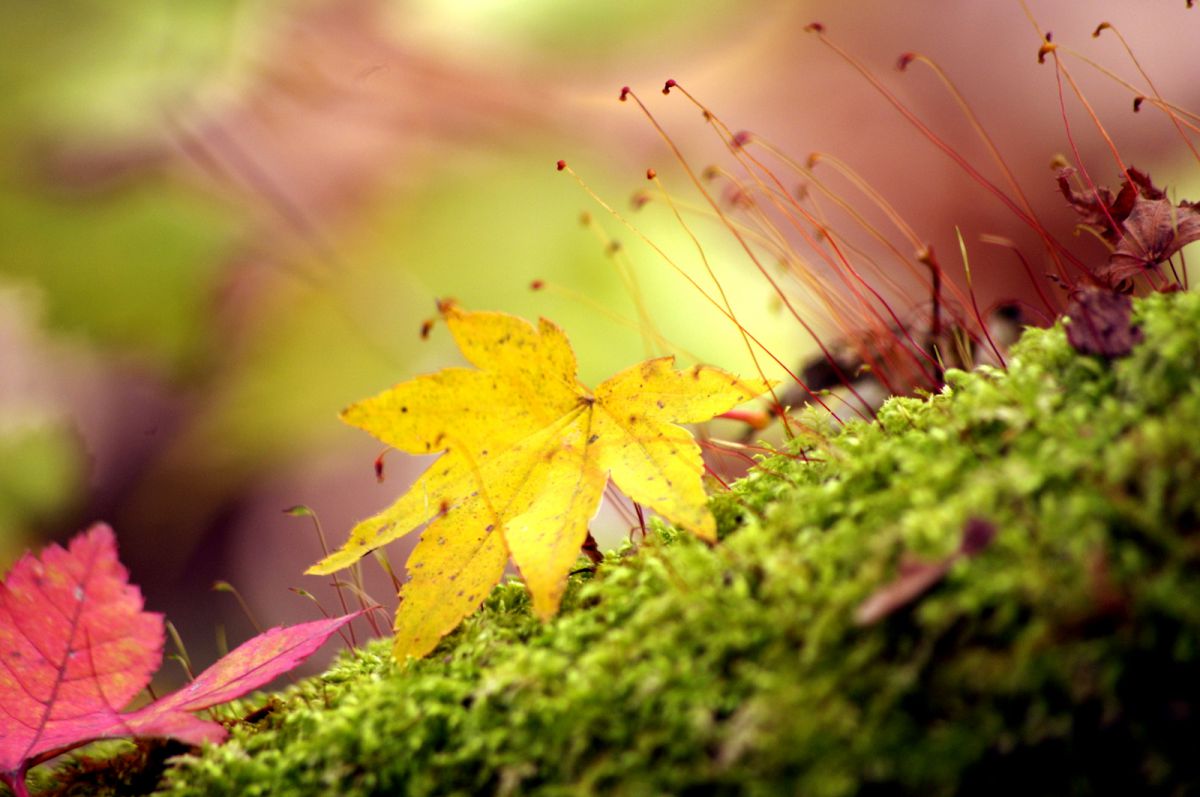 golden leaf | GANREF