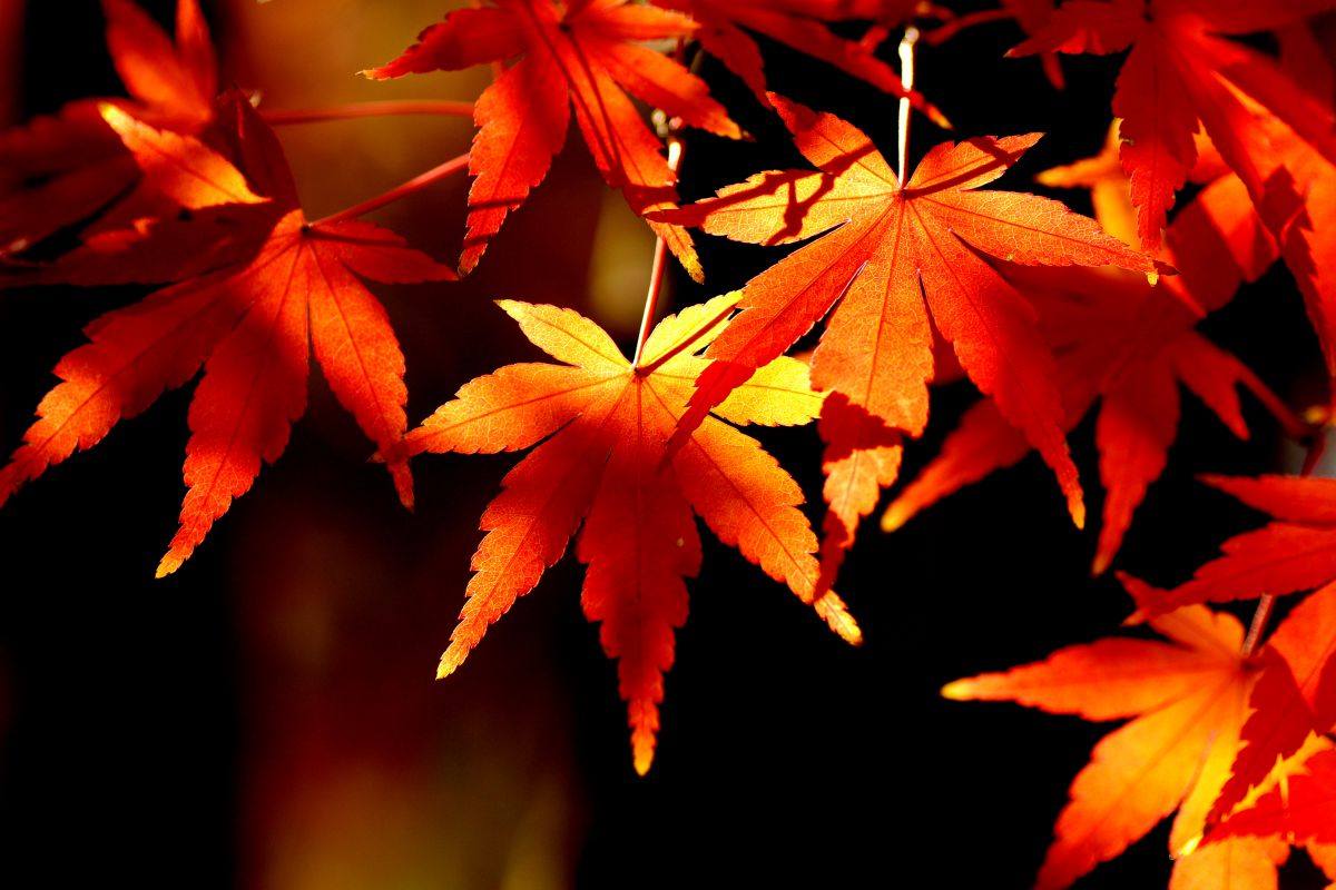 autumn leaves | GANREF