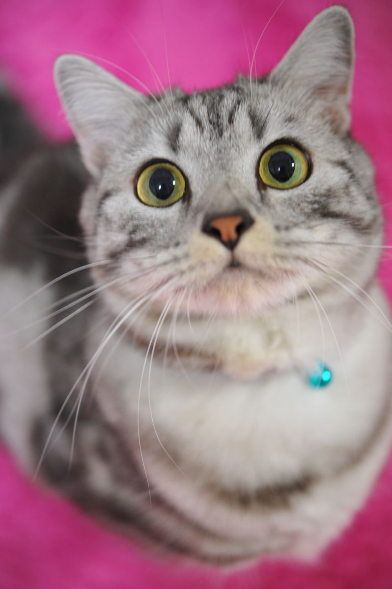 雪之丞001 | GANREF