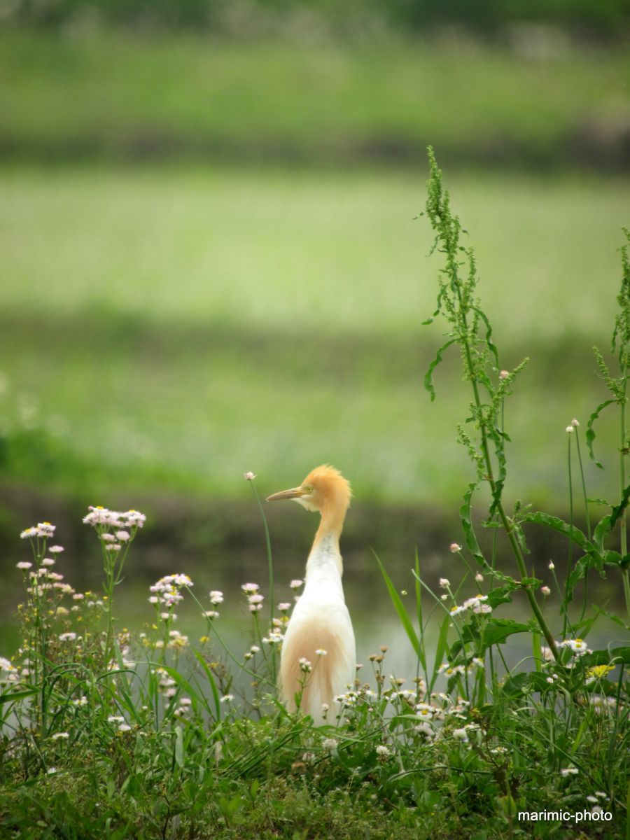 緑の中で | GANREF