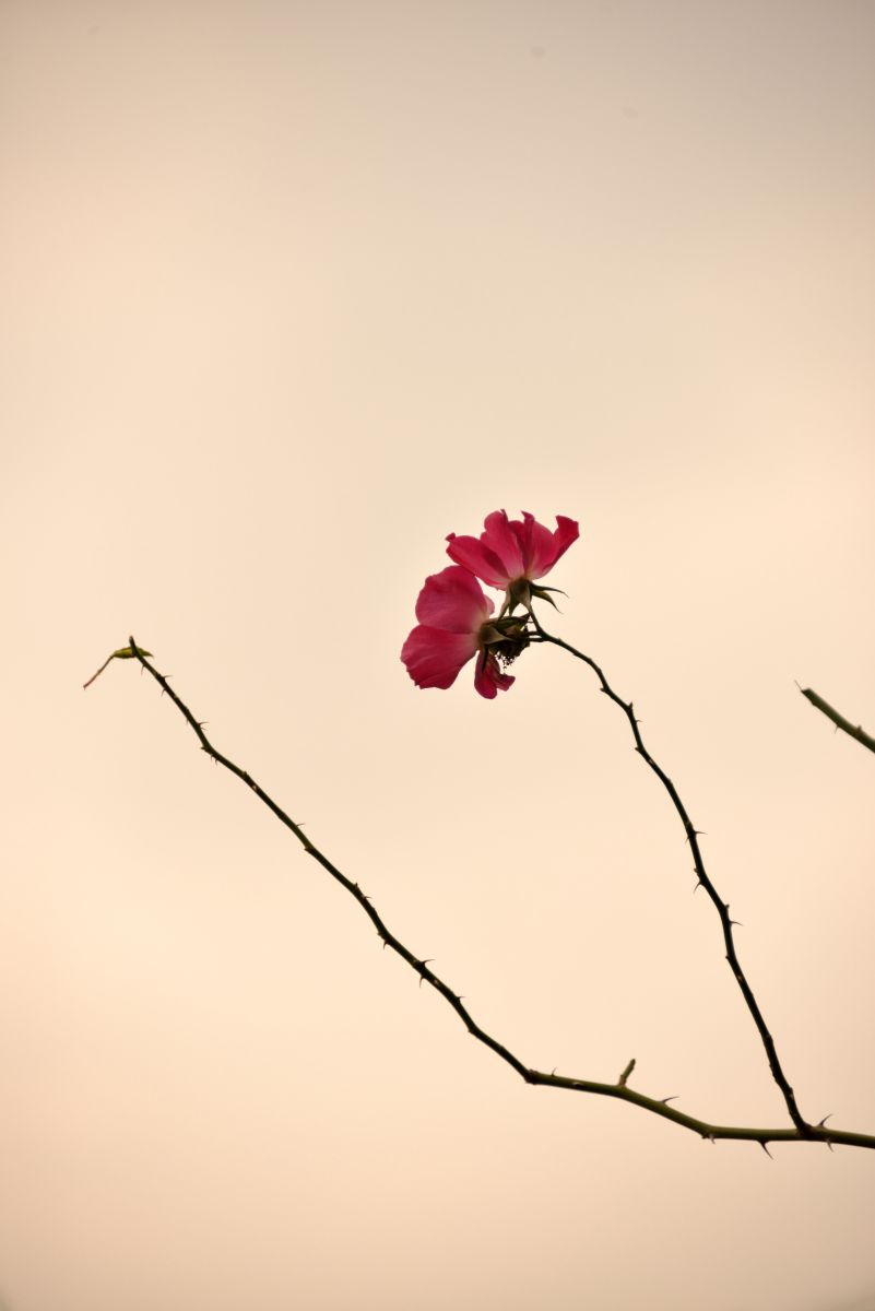 left blooming alone. | GANREF