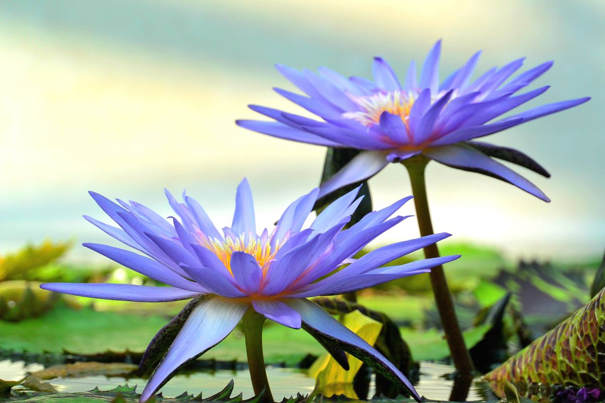 Joyful Heart | GANREF