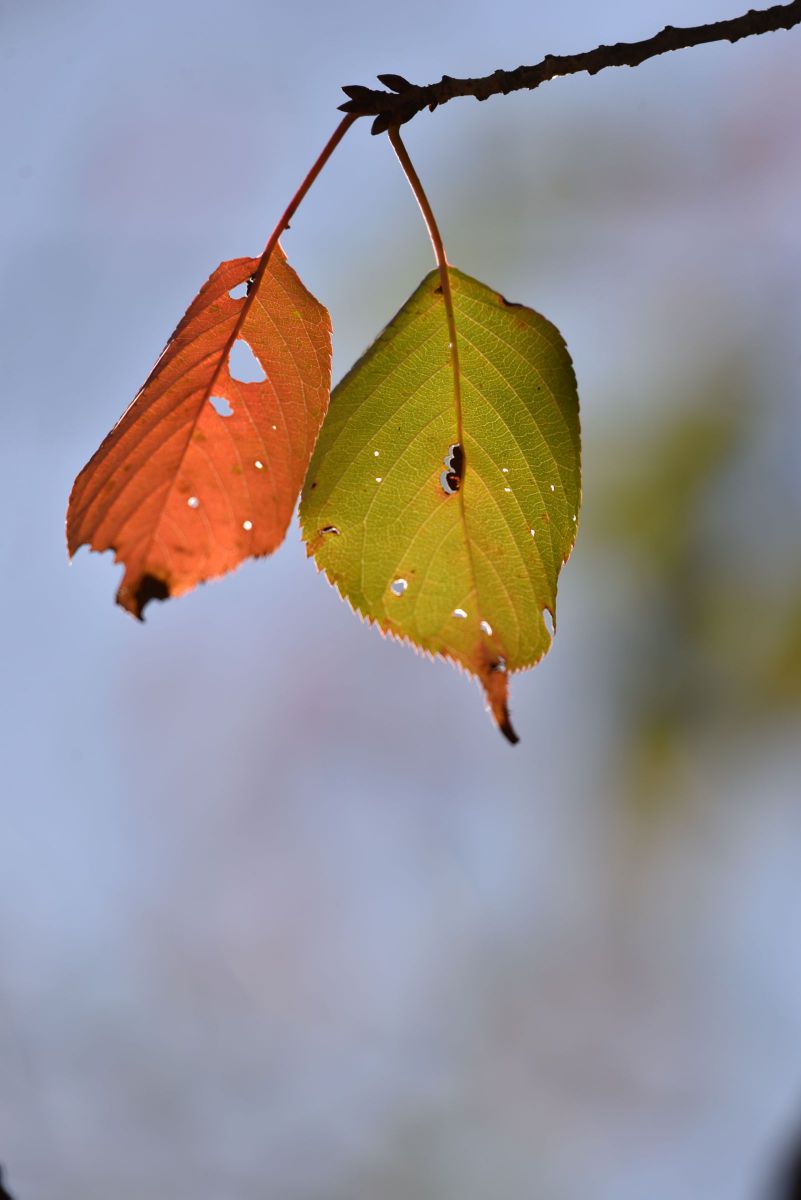 仲良く老いる | GANREF