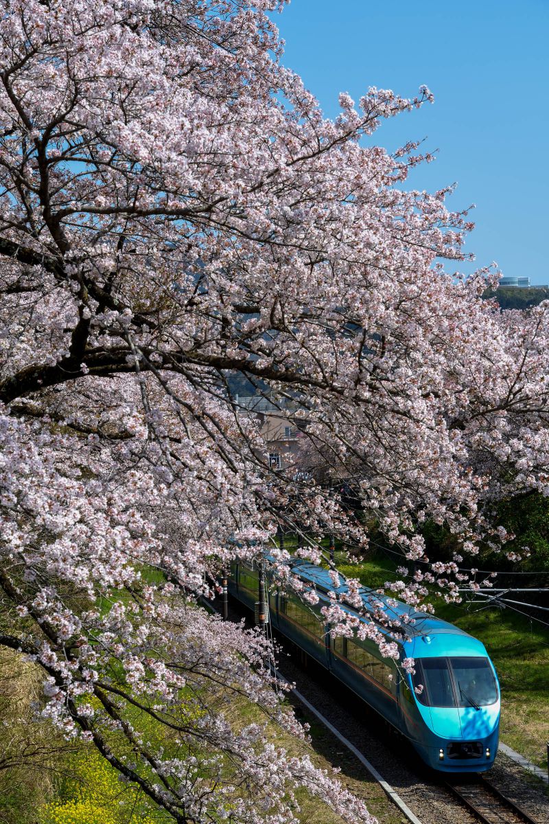 ロマンスカー・MSE_桜 2018 | GANREF