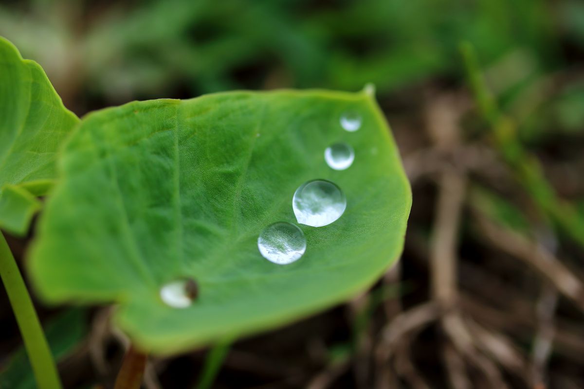 Raindrop 。。 | GANREF