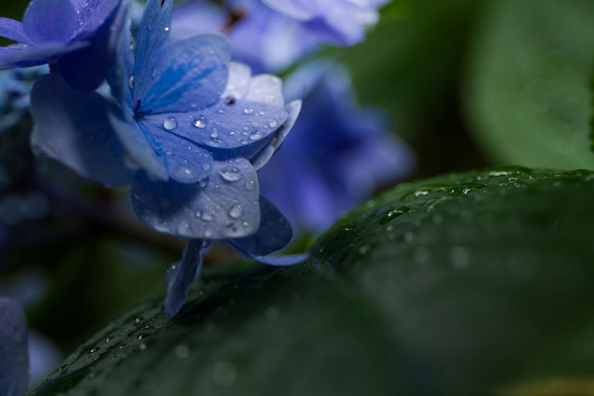 泪の理由 | GANREF