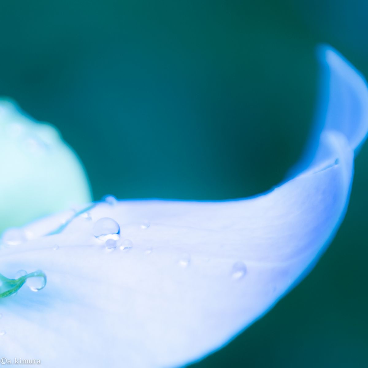 Phantom Blue | GANREF