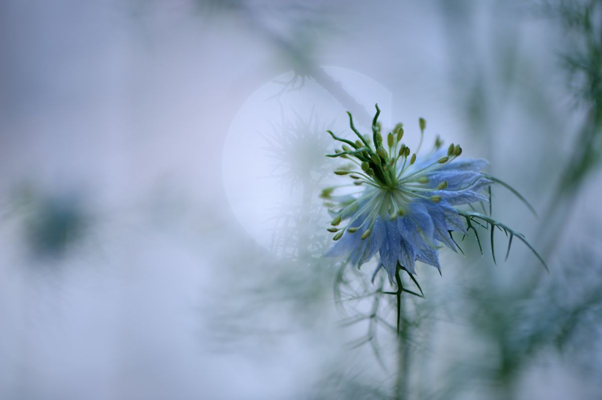 Love in a mist | GANREF