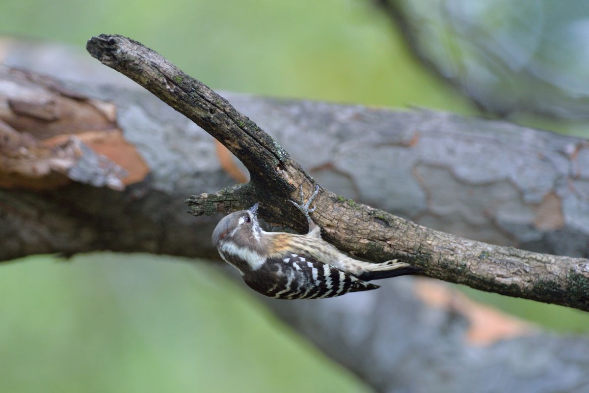 赤いリボンの男の子・コゲラ | GANREF