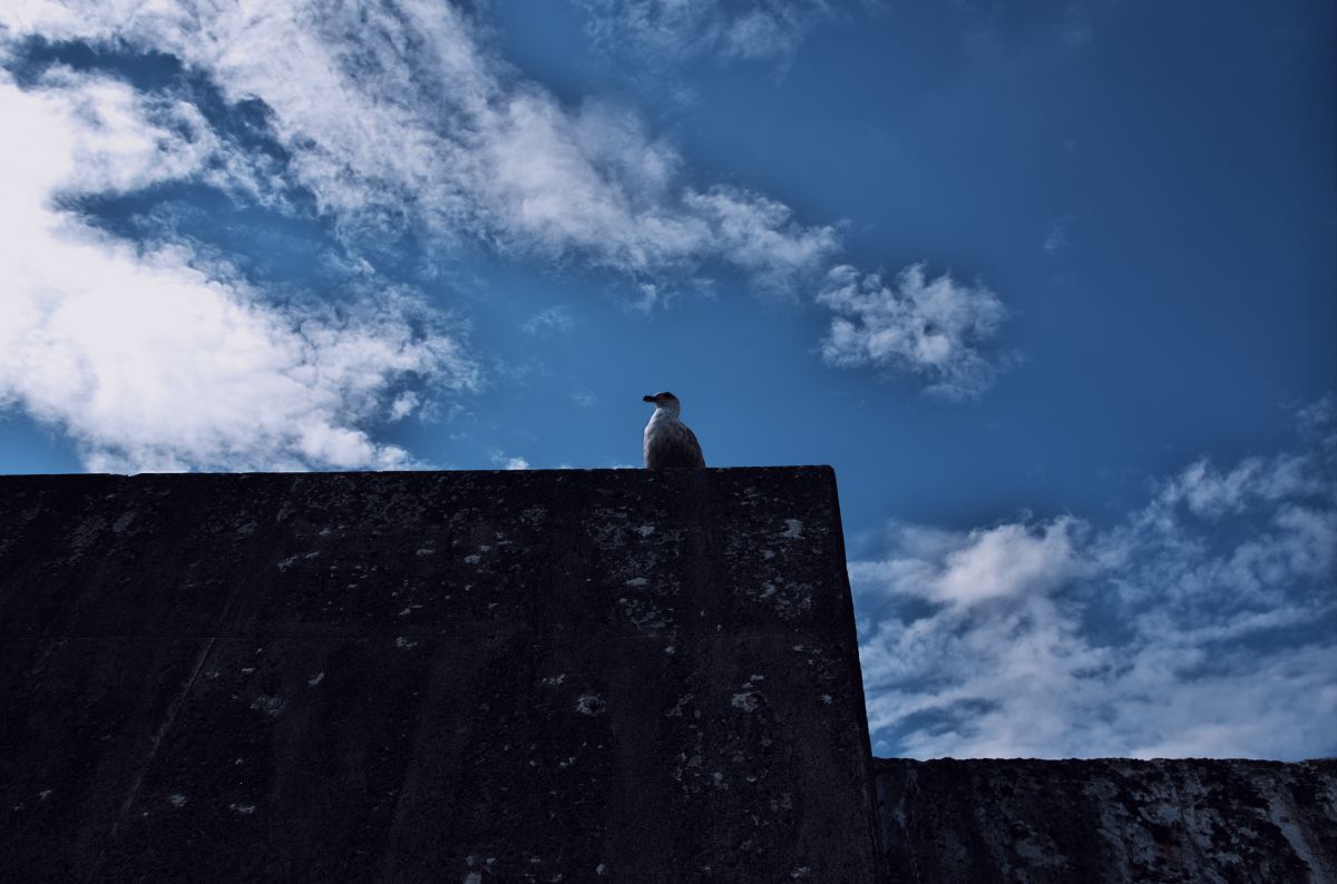 another sky | GANREF