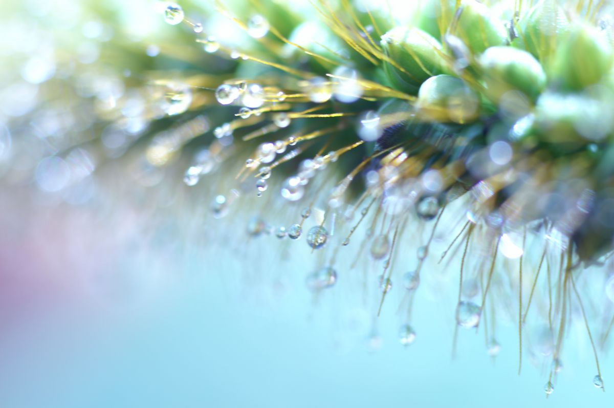 fresh！！ | GANREF