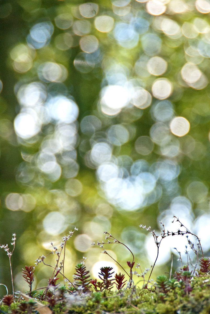 Small dancers | GANREF