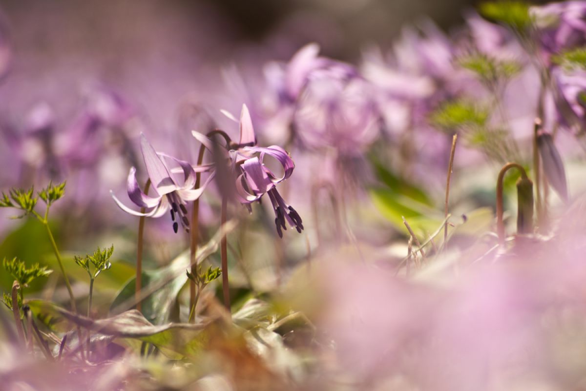 カタクリ群生地にて | GANREF