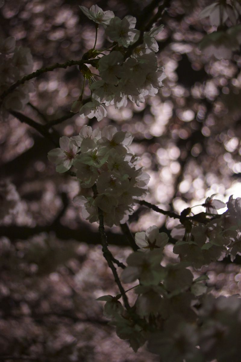 Ending_Sakura | GANREF