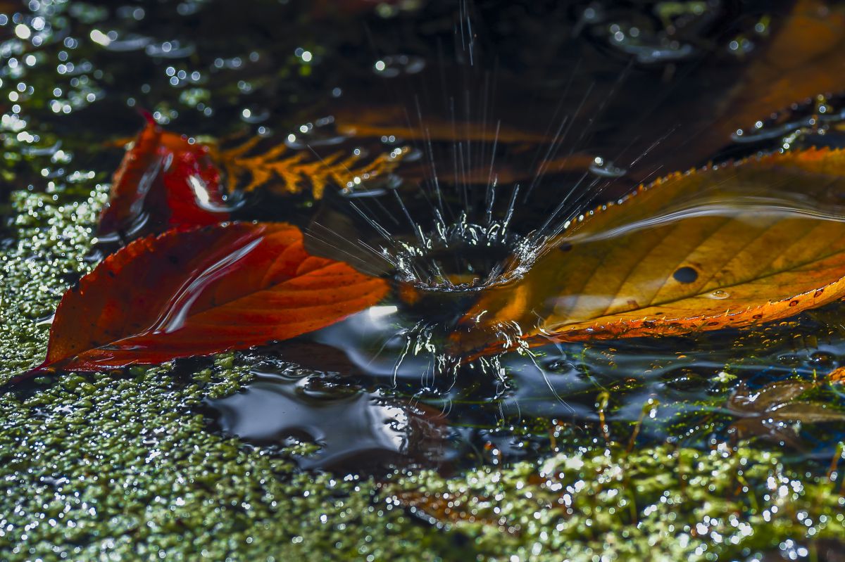 Autumn Fall | GANREF