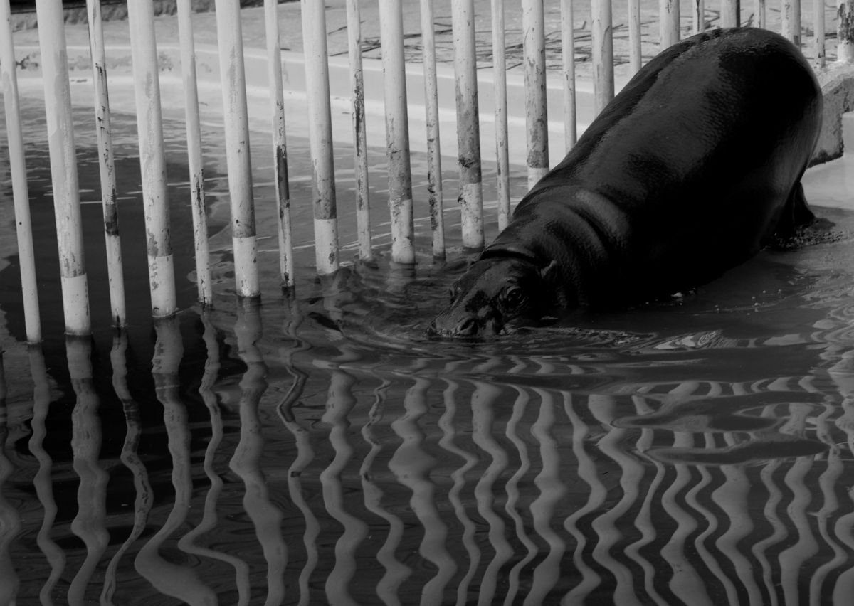 into the pool | GANREF