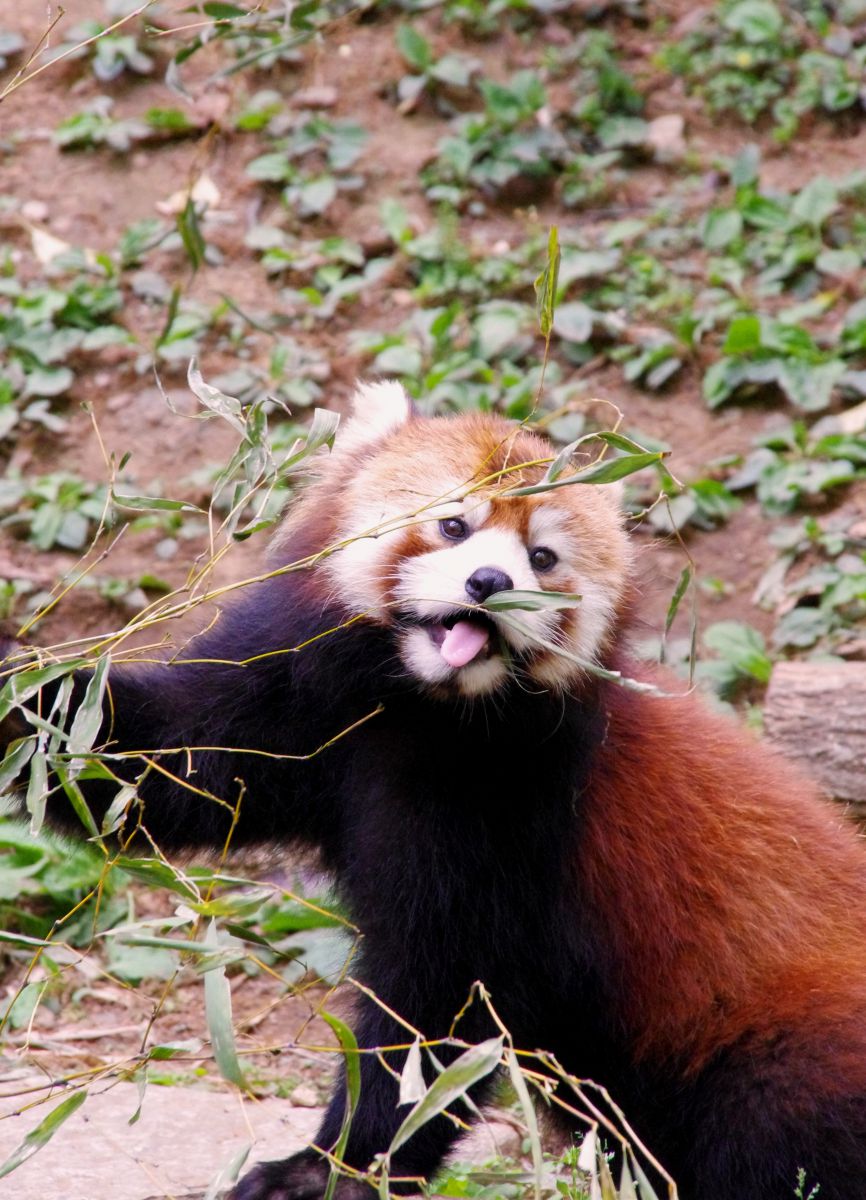 lesser panda | GANREF