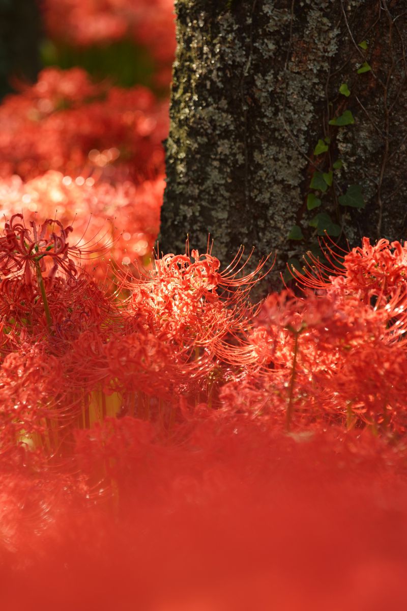 赤い楽園 | GANREF