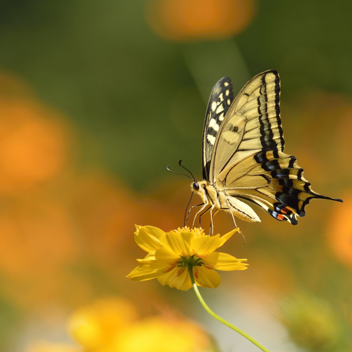優雅な時間♪ | GANREF