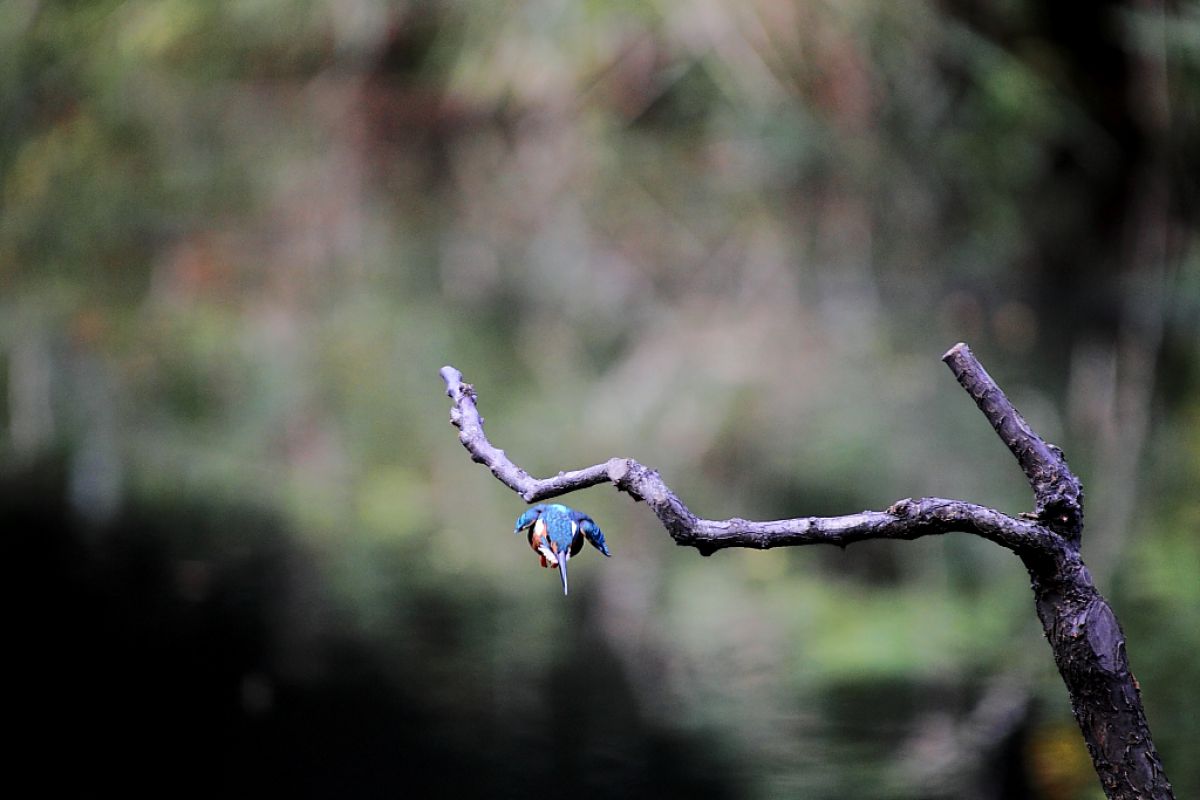 ダイビング | GANREF