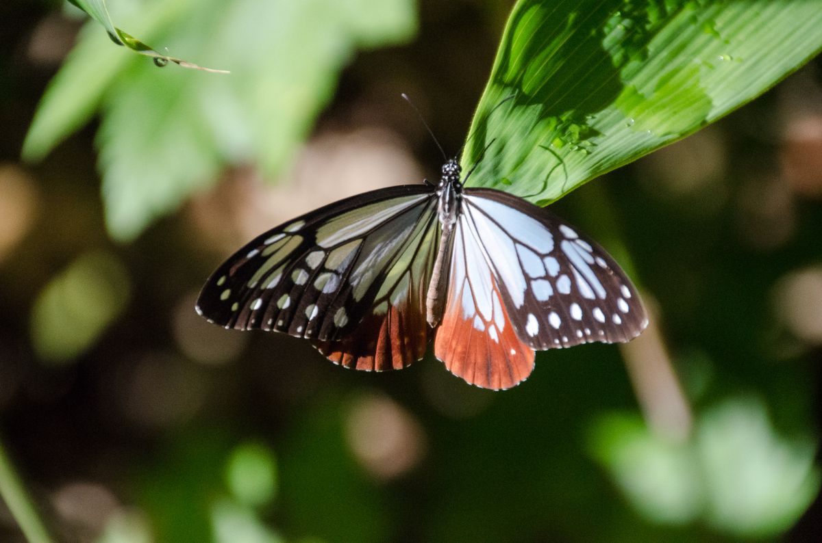 アガギマダラ | GANREF