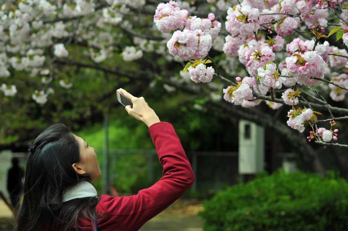 八重桜、スマホでget | GANREF