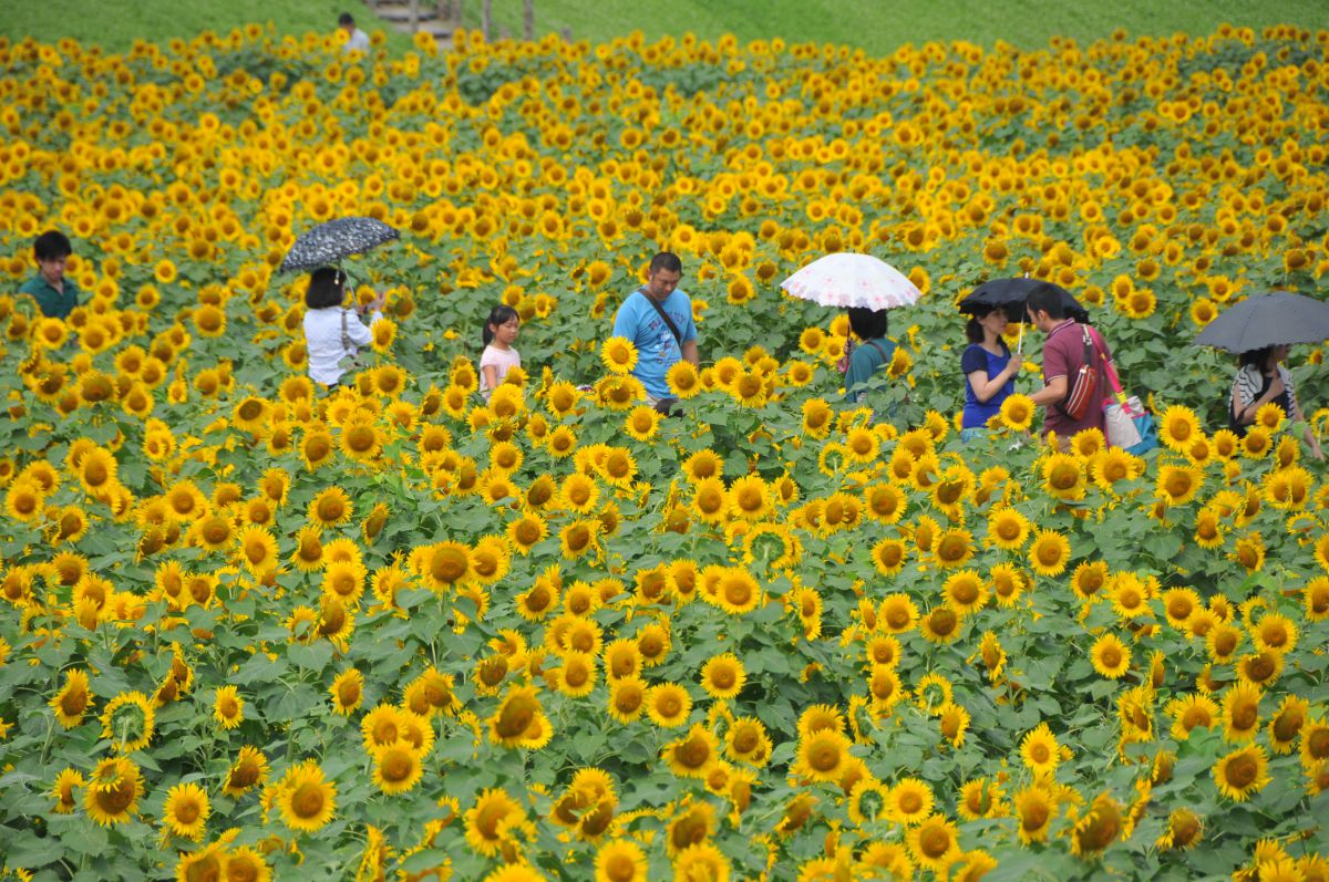 ひまわり園 | GANREF