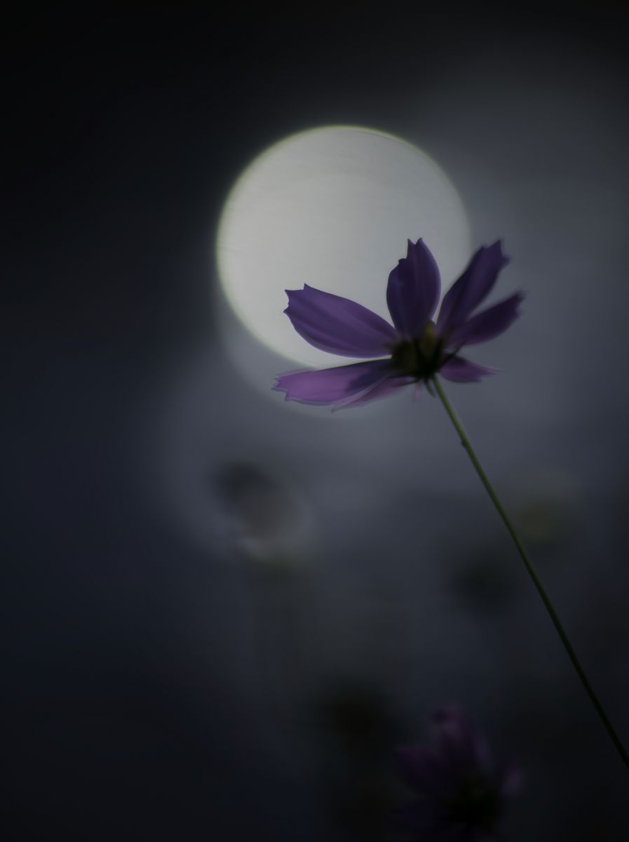 灯りを燈して | GANREF