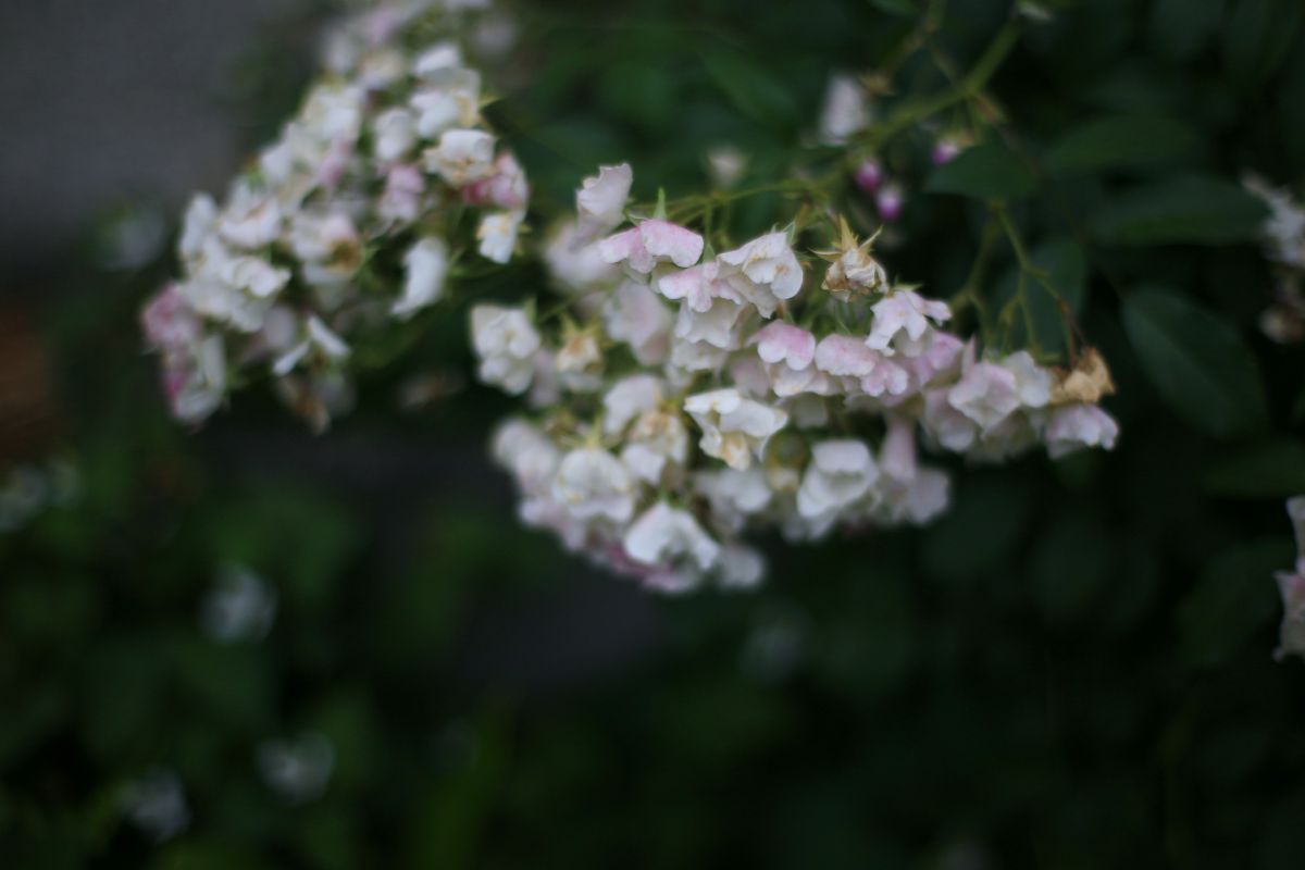 Avant la fin | GANREF