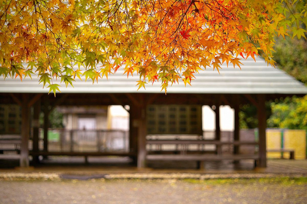 autumn colors | GANREF