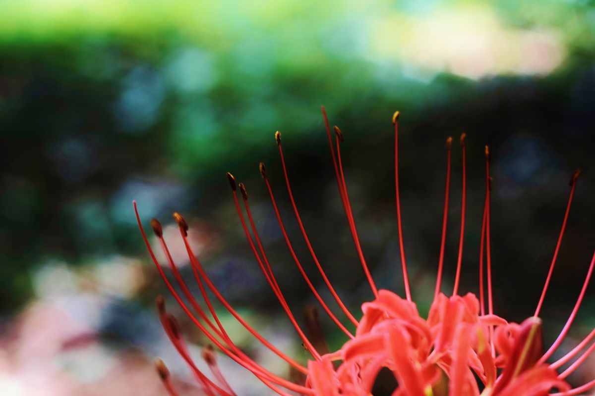 Spider lily | GANREF