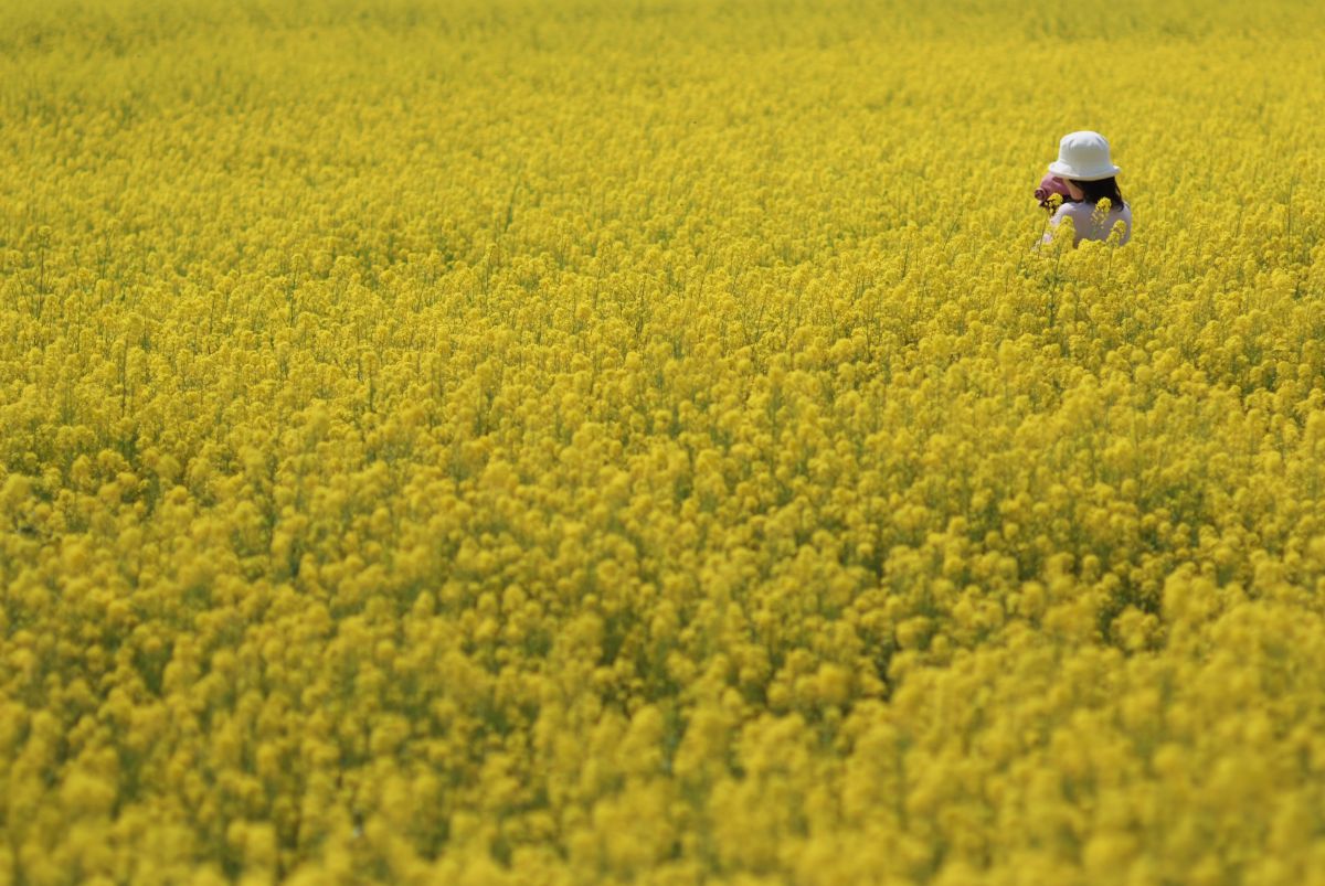 いちめんのなのはな | GANREF