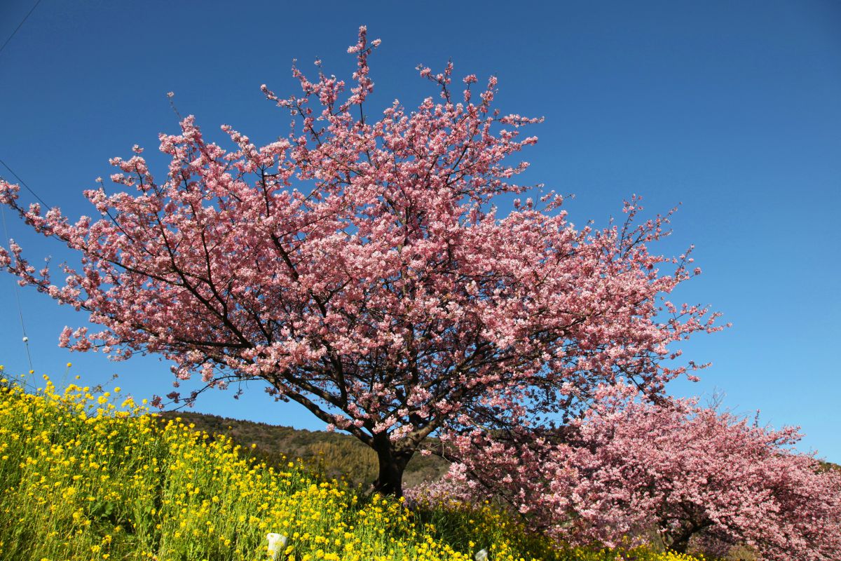 早春の訪れ | GANREF