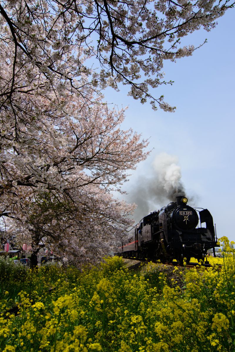 春色のSL列車 | GANREF